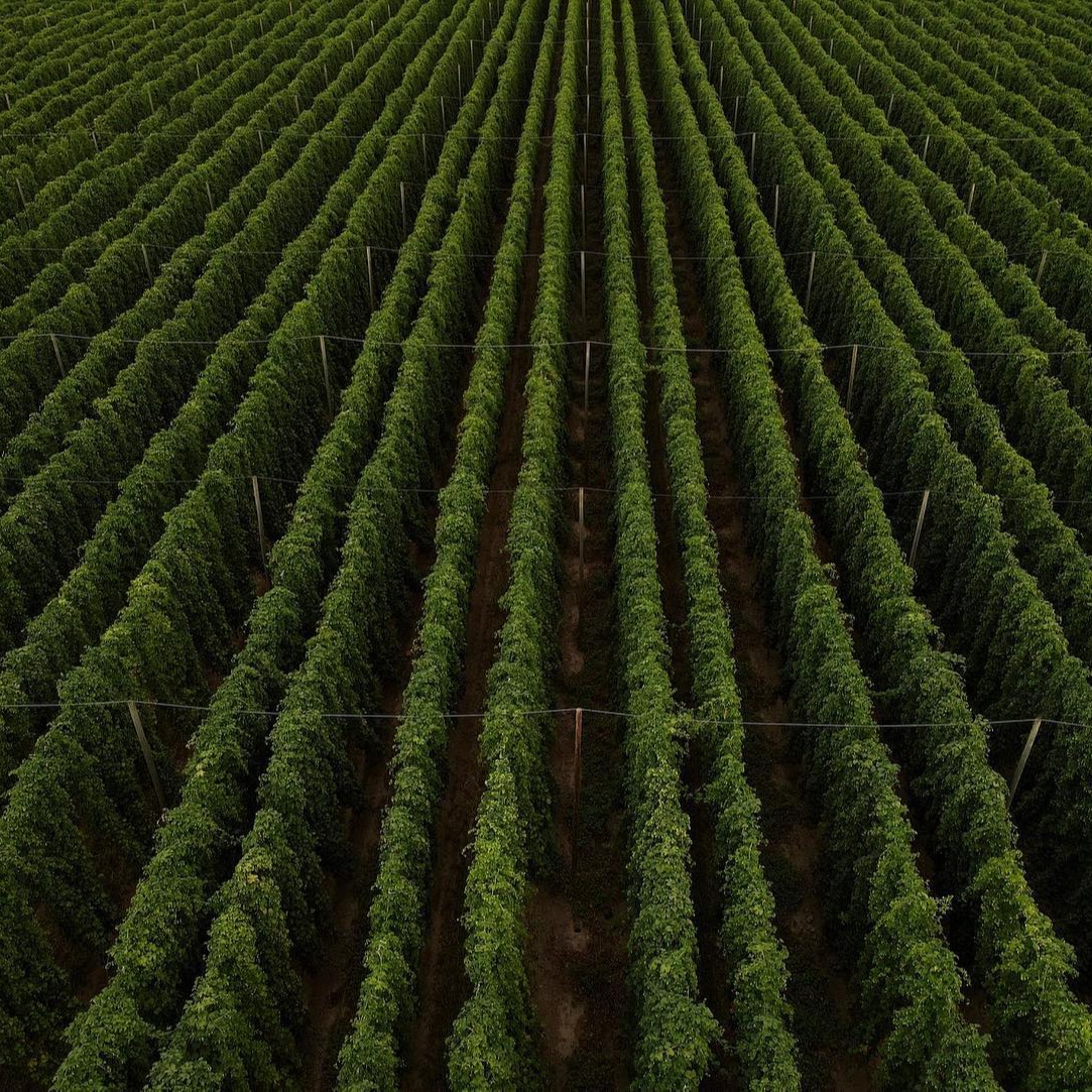 Crosby Hops | Hop Farm & Bulk Hop Sales