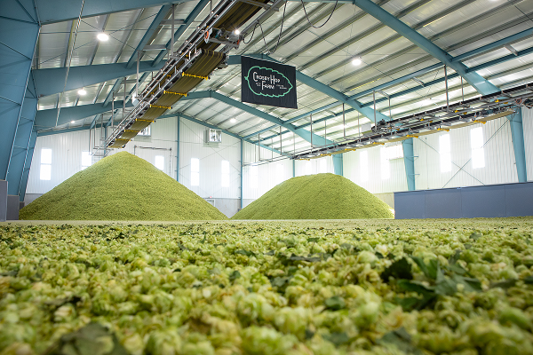 Strata®, an Indie Hops variety