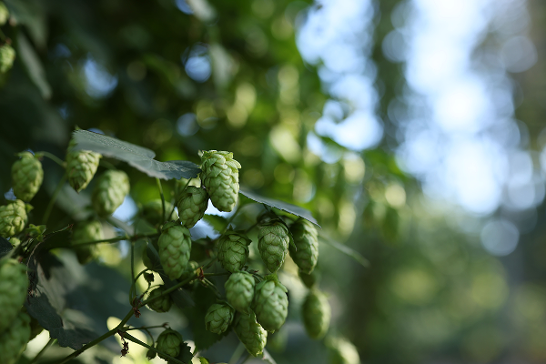 Hop Varieties | Crosby Hops