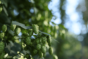 Strata®, an Indie Hops variety