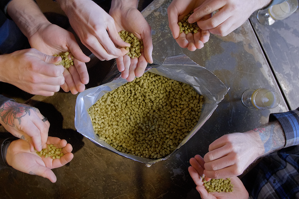 Strata®, an Indie Hops variety